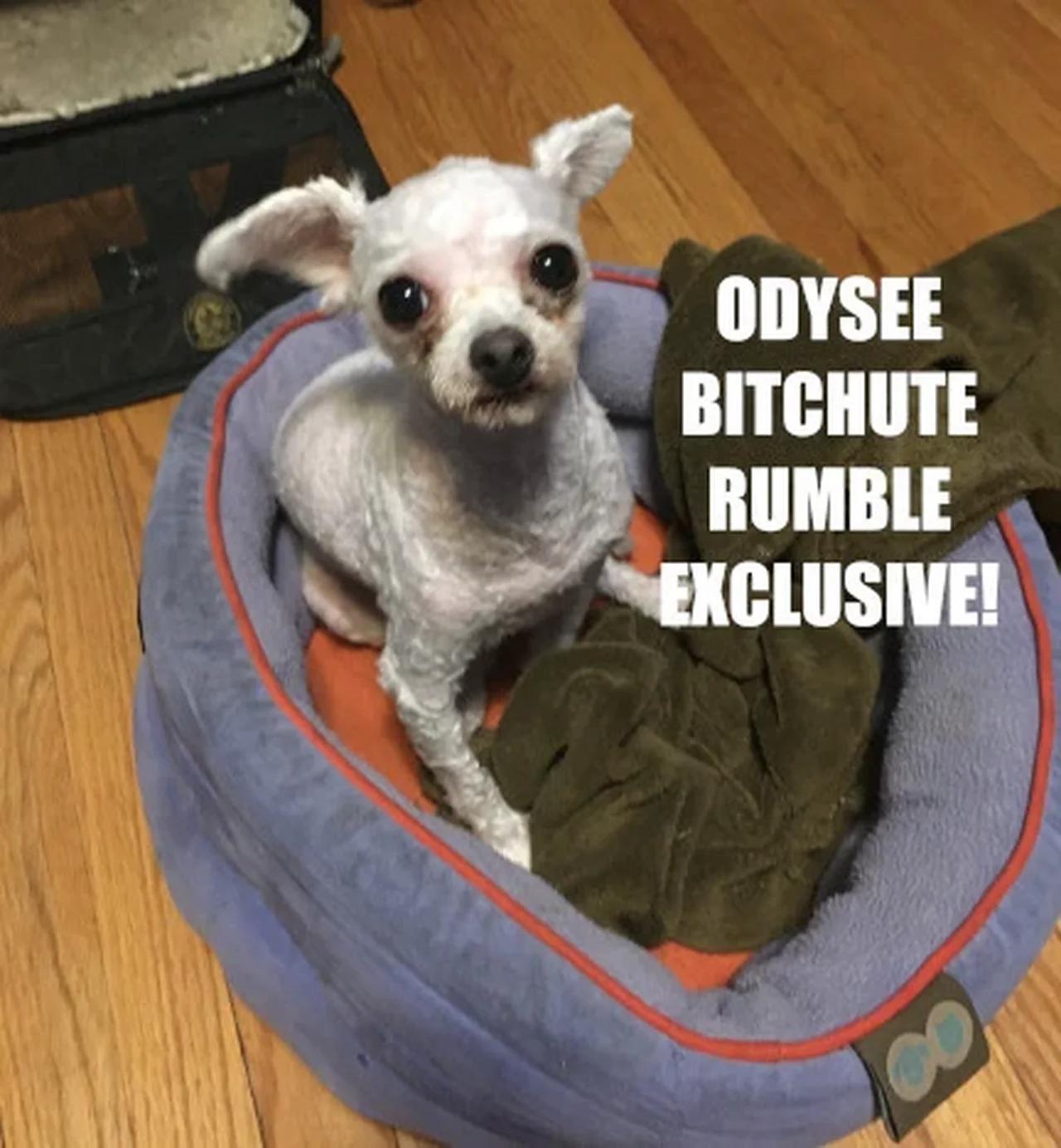 Odysee/Bitchute/Rumble Exclusive Hot Take News Blast! June 12th 2025