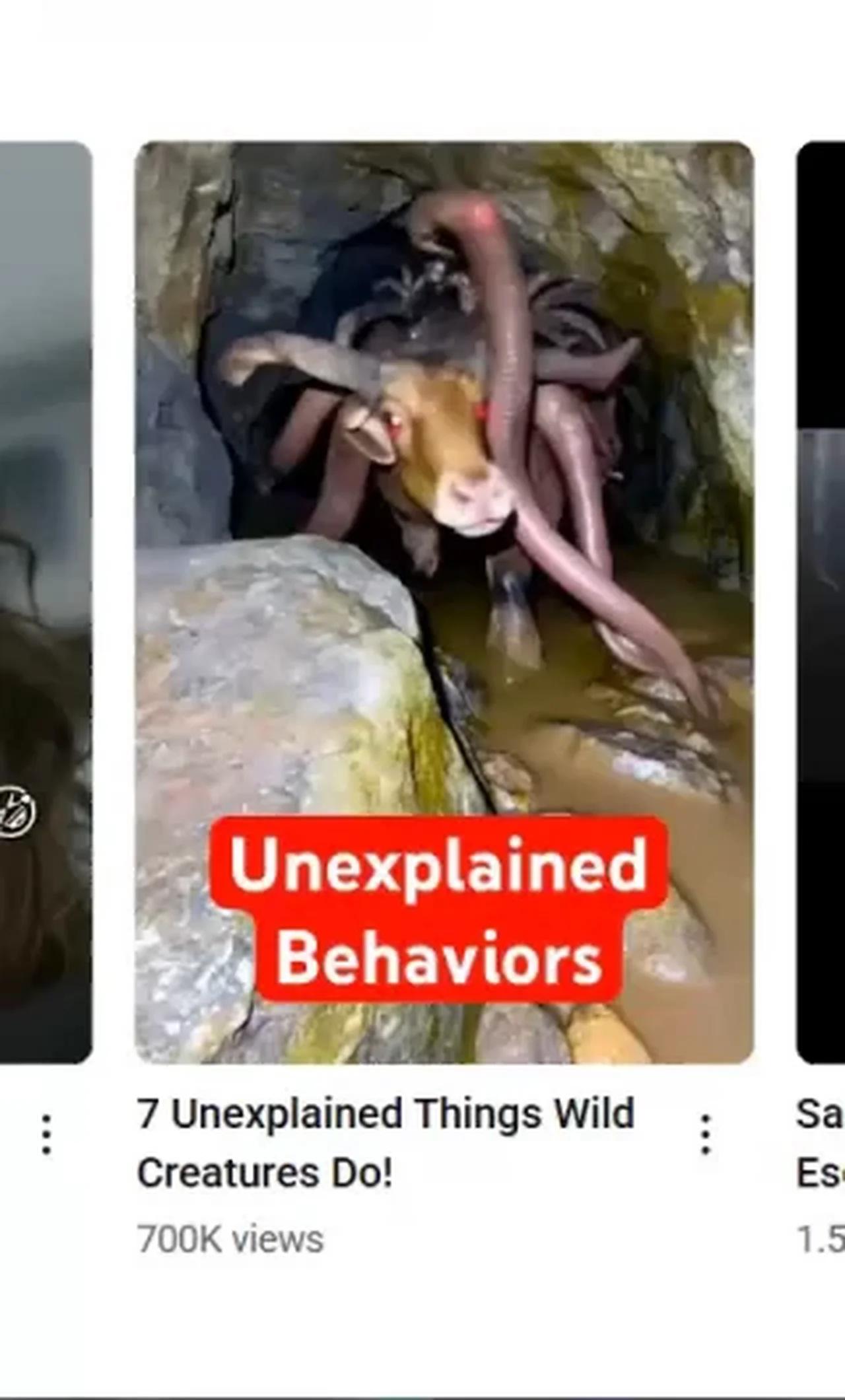 Recording #2 (sheep worm thing)