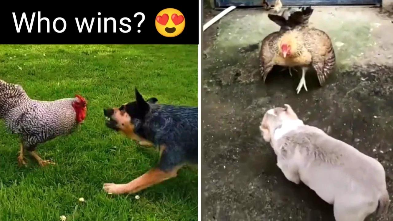 Dog vs Chicken Fight 3 😍 Funny Dogs Video Compilation | cute petz - EP 5