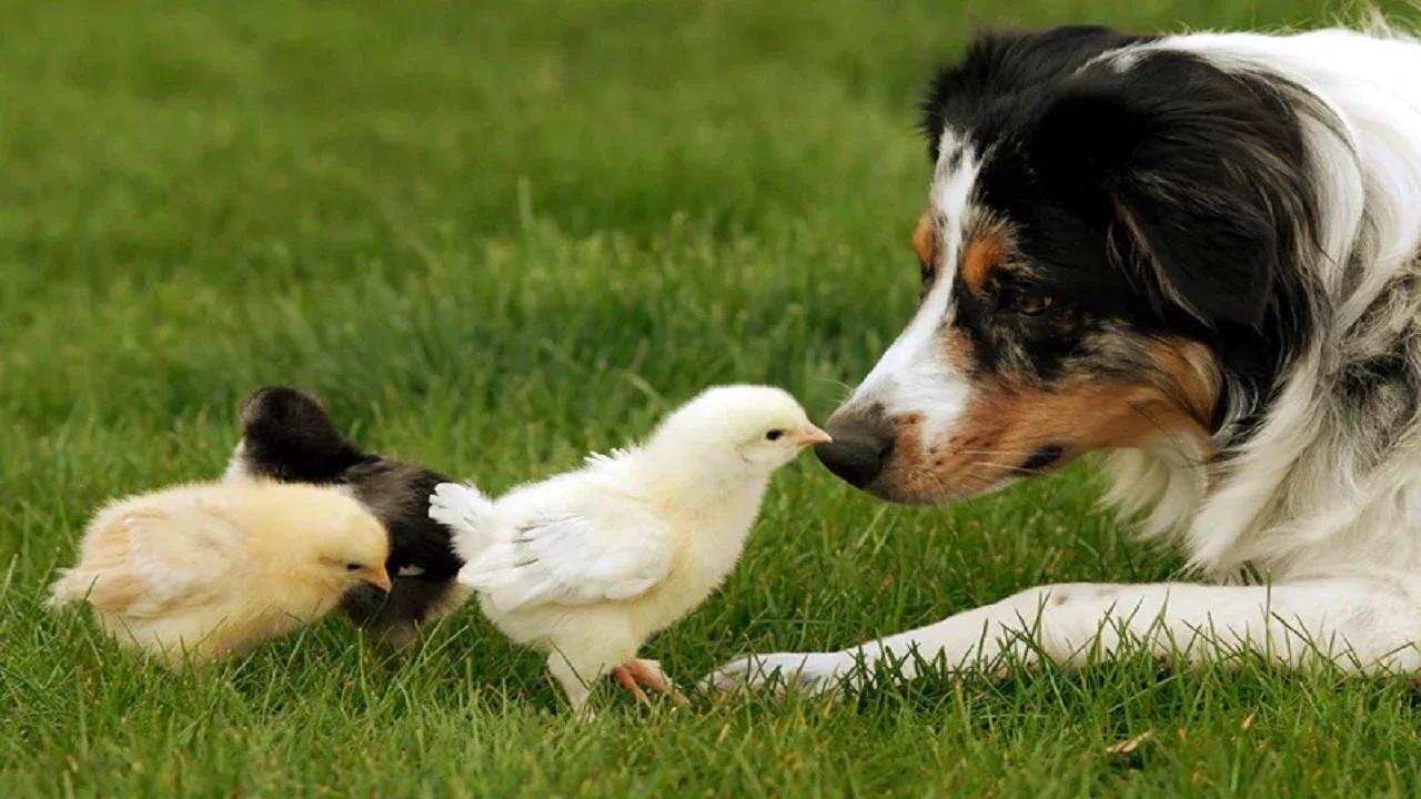 Dog vs Chicken Fight 15 😍 Funny Dogs Video Compilation | cute petz - EP 17