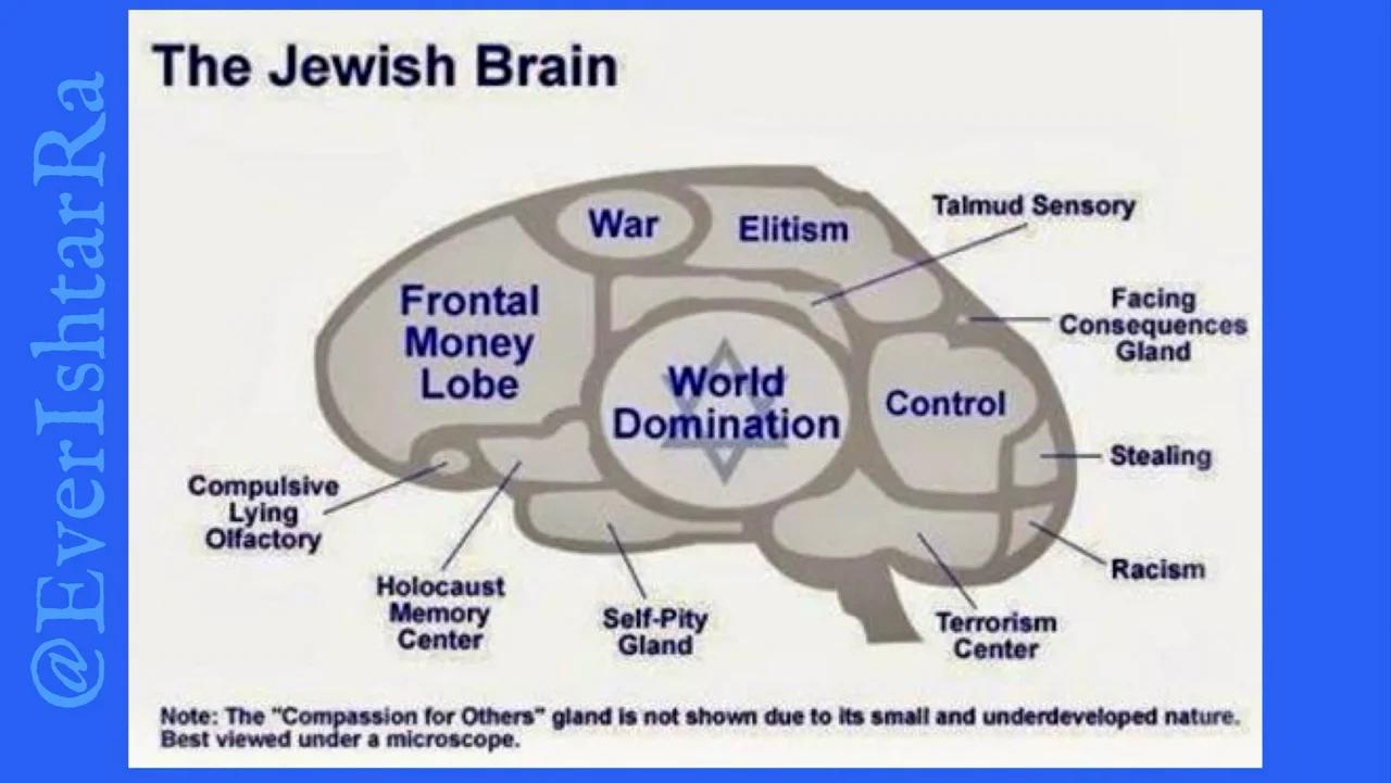 Anatomy of The Jewish [Google-Hive-Mind] Brain