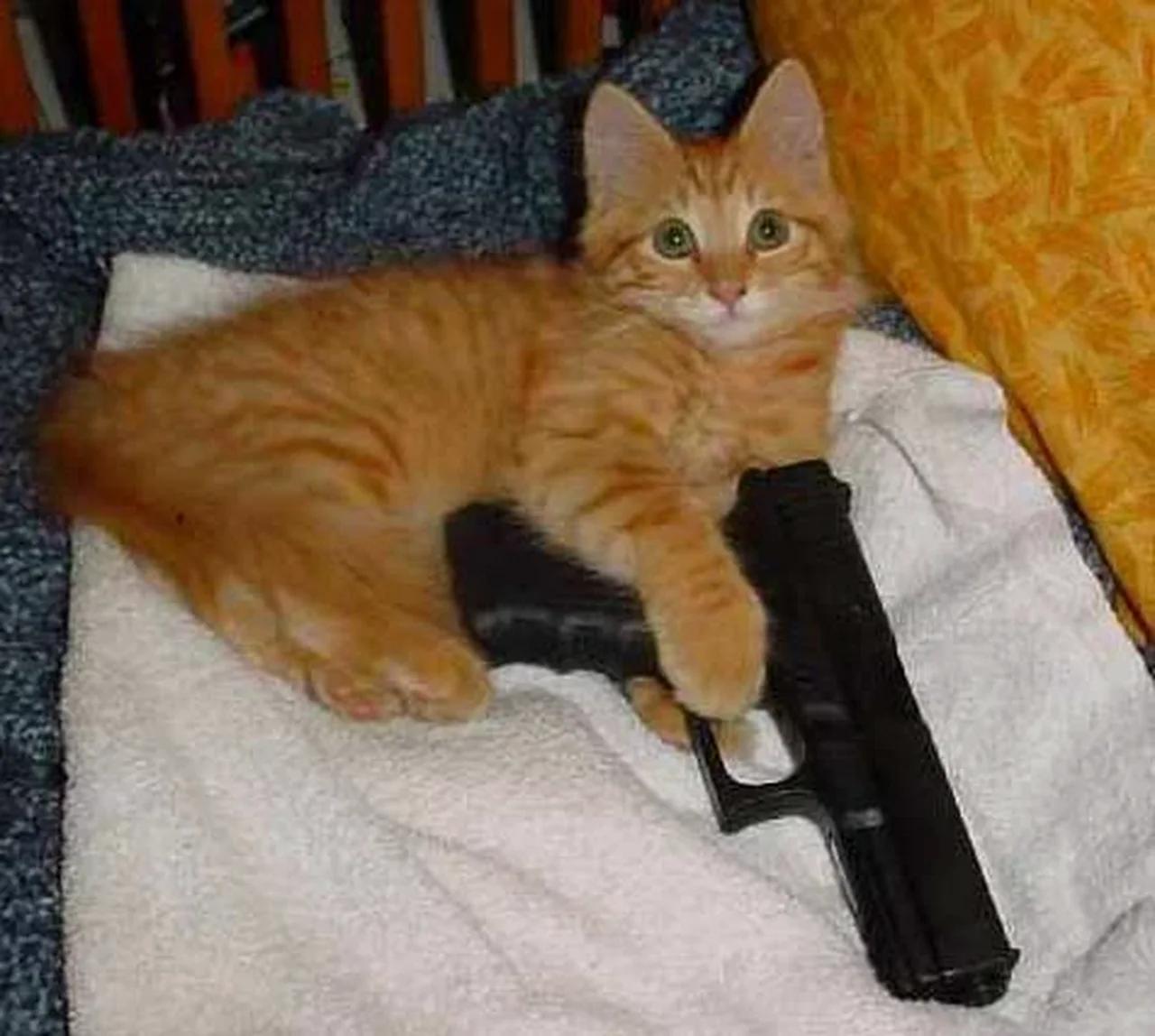 How to Talk to Your Cat About Gun Safety by Zachary Auburn