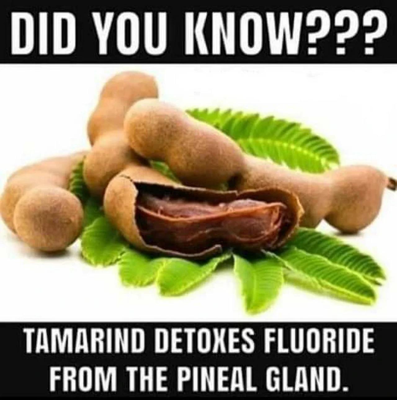 Tamarind: Pineal Gland Detox