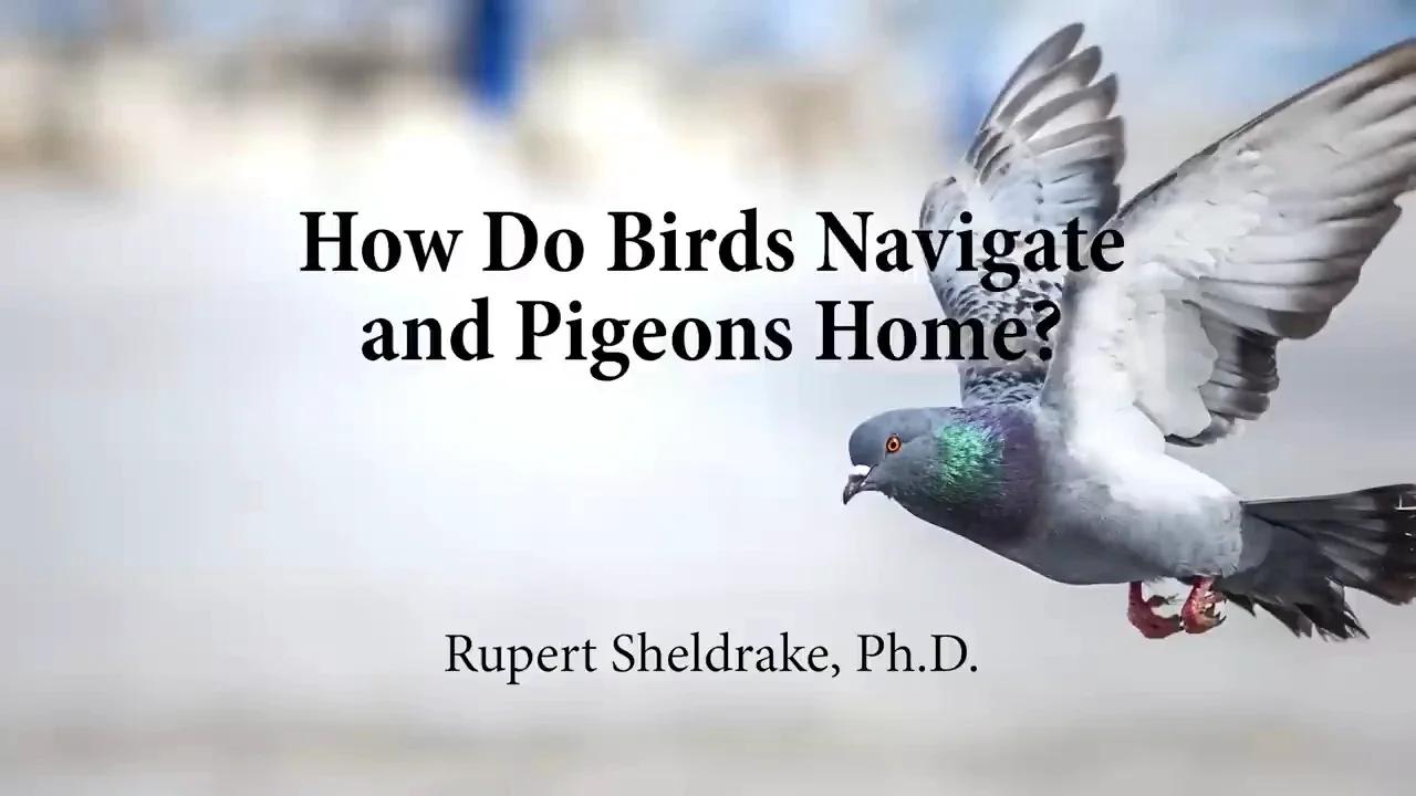 Rupert Sheldrake - How do birds navigate and pigeons home