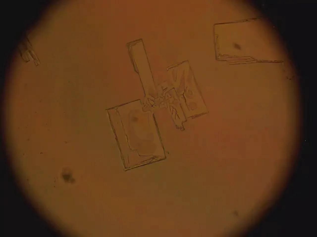 Dried physiological serum without and with coverslips, under the light ...