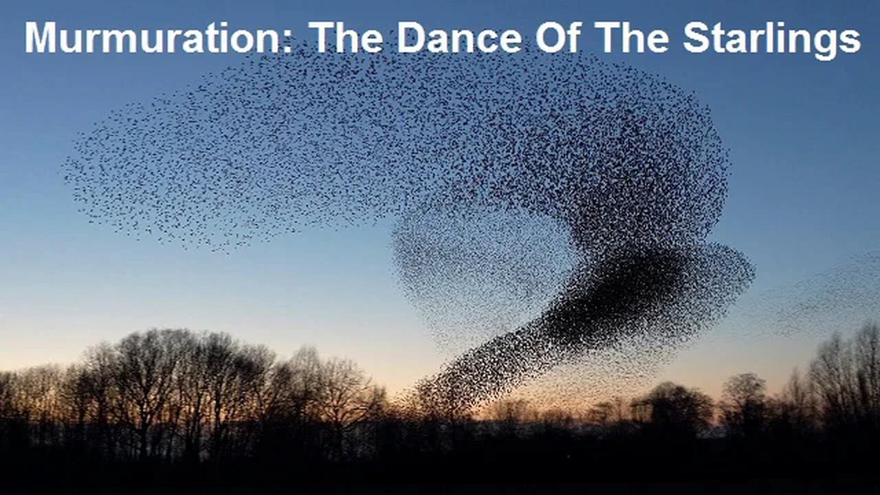 Murmuration: The Dance Of The Starlings