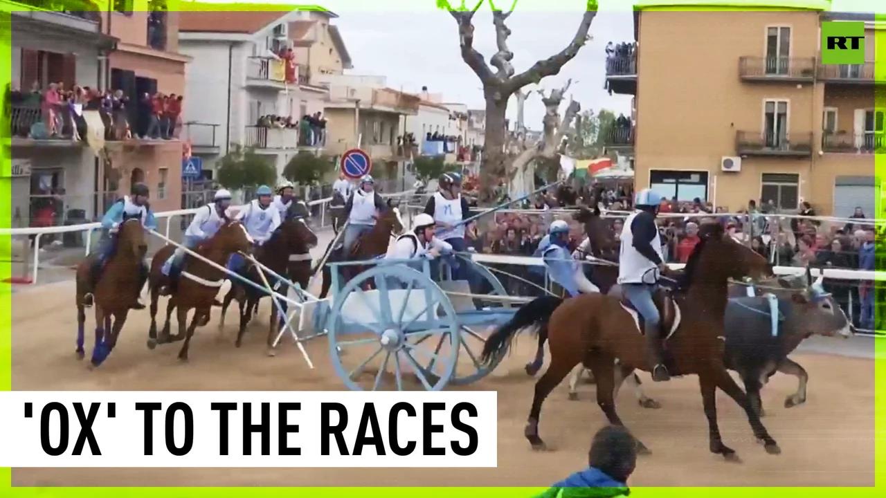 Ancient 'Carrese Race' see oxen run through Italy's Ururi