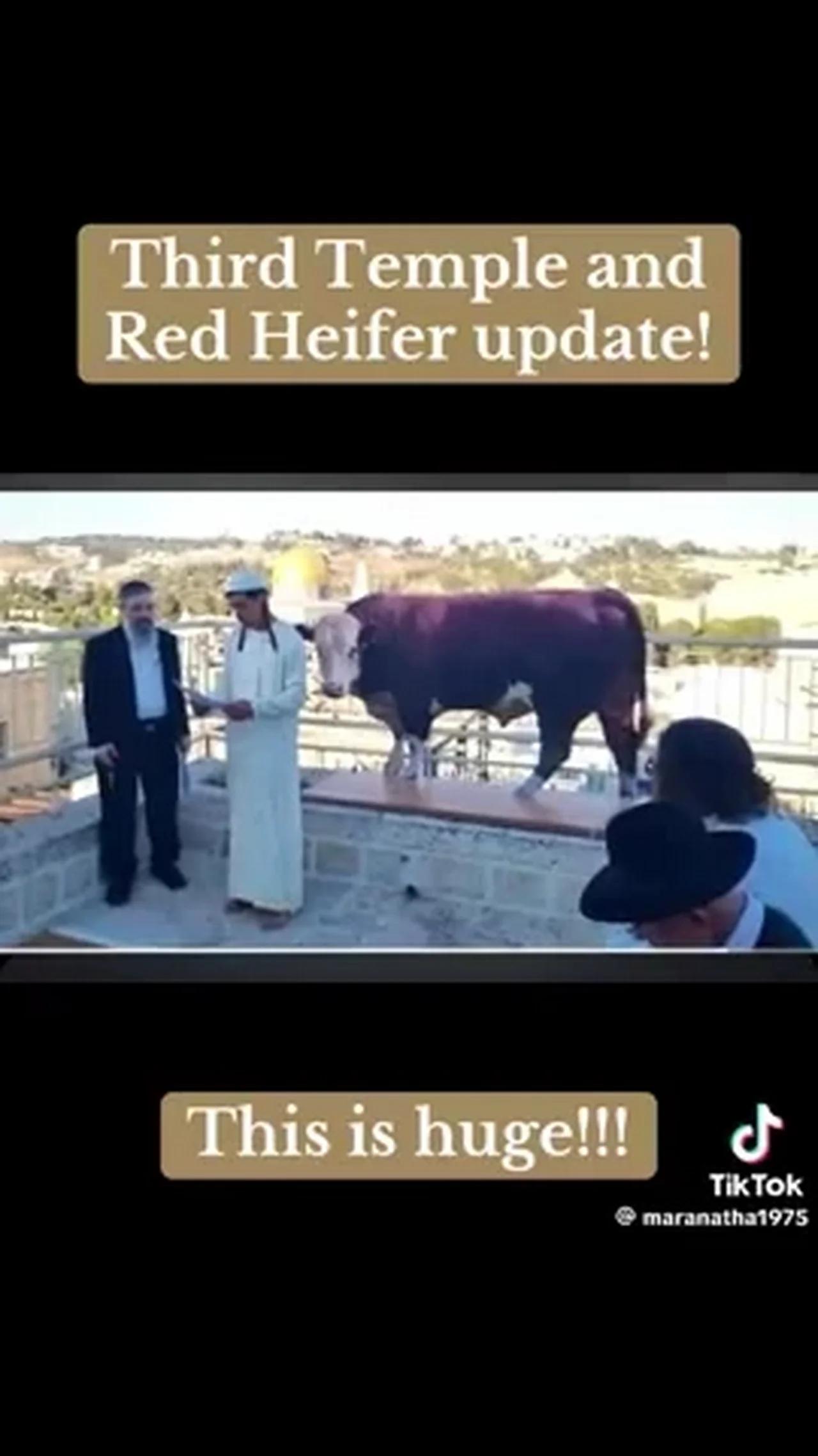 THIRD TEMPLE RED HEIFER UPDATE