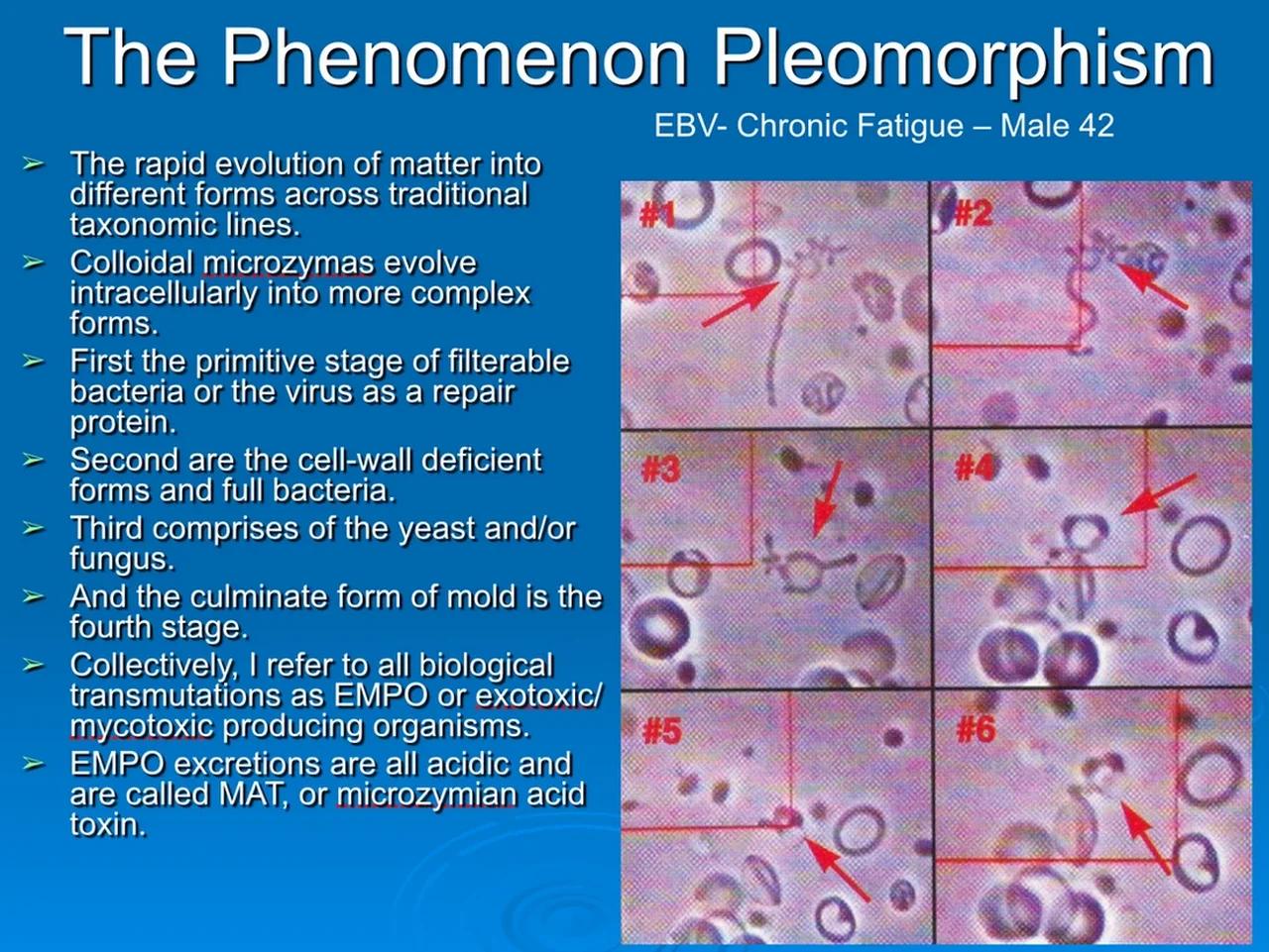 The Validation of Biological Transformation or Pleomorphism of the Red ...