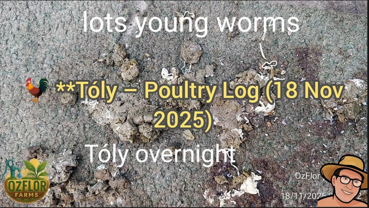 🐓 Tóly – Poultry Log (18 Nov 2025)
