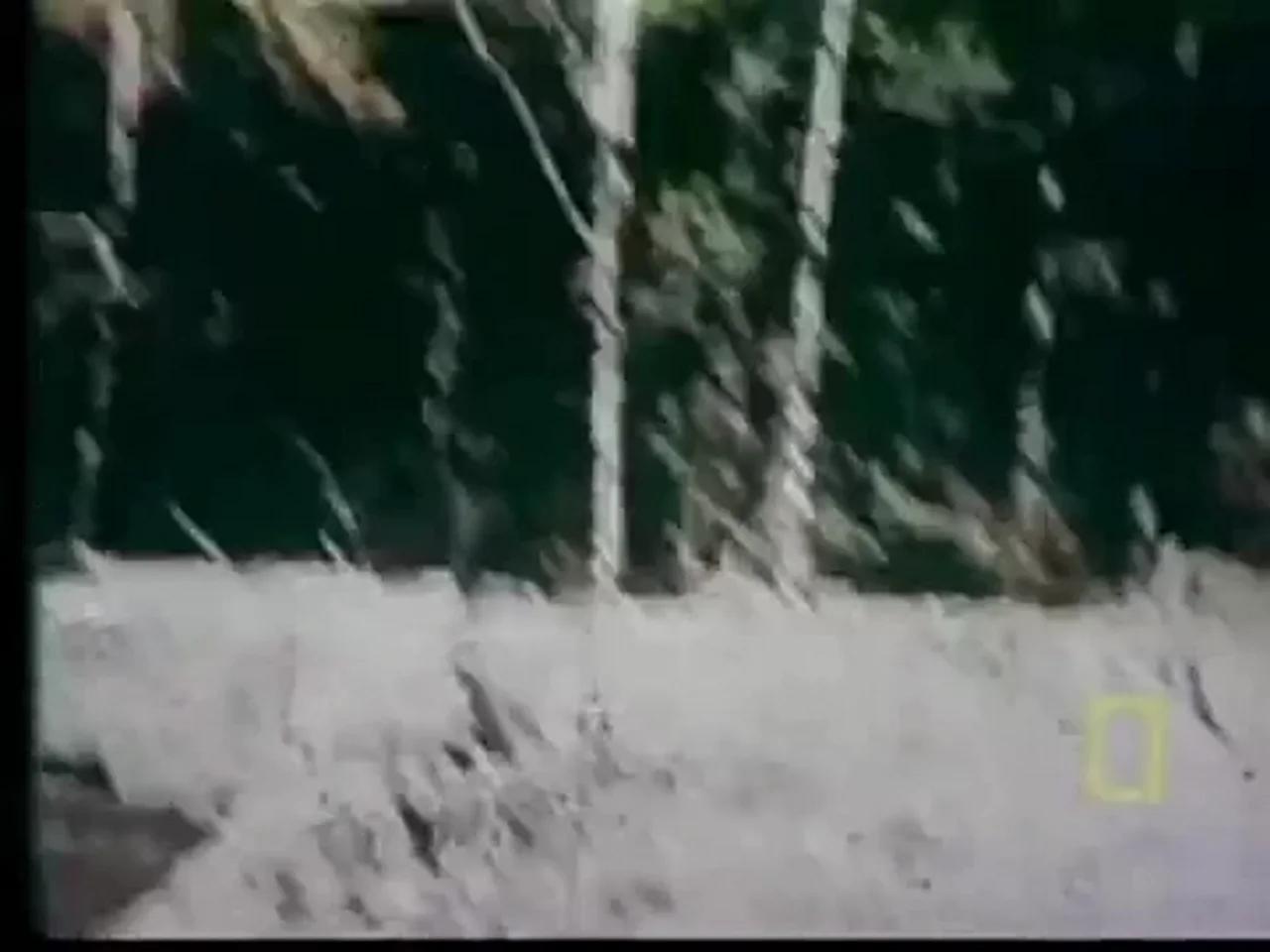 Roger-Patterson-Bigfoot-Footage-