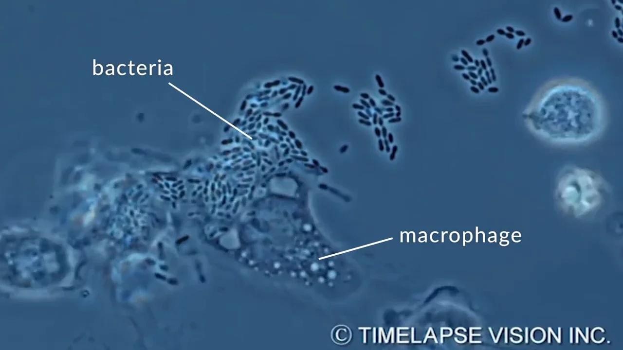 Macrophage eats bacteria under the microscope