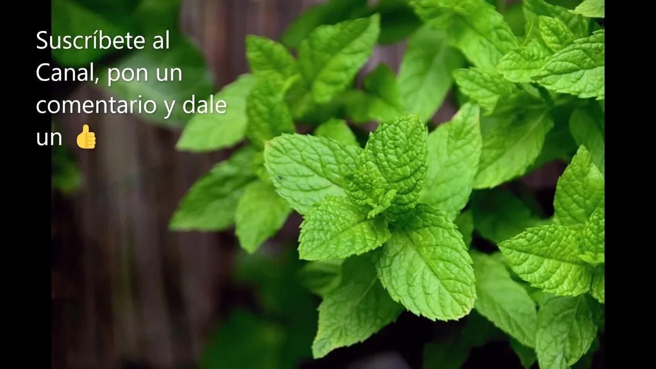 Para qué sirve la menta como planta medicinal y cómo se prepara. Beneficios increíbles de la menta🥇