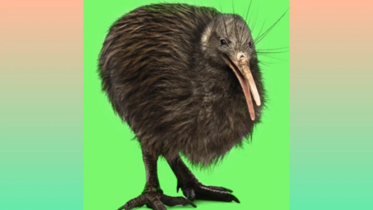 Avez-vous déjà vu un Kiwi danser?