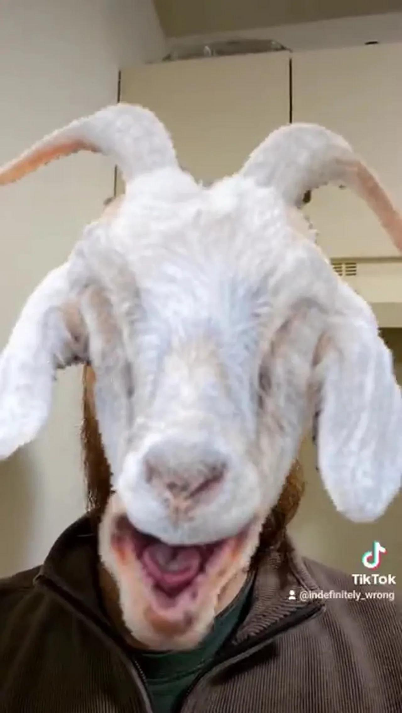 WHAT A CRYING GOAT SOUNDS LIKE