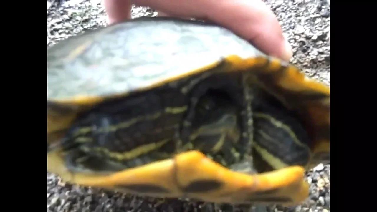 Saving a turtle from a parking lot
