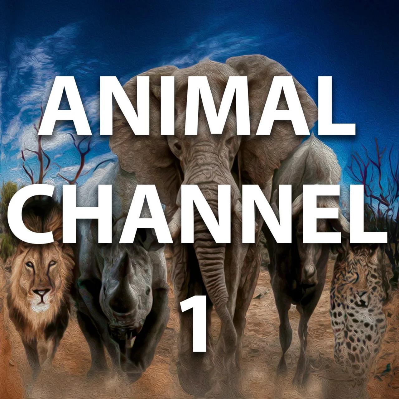 Animal Channel 1