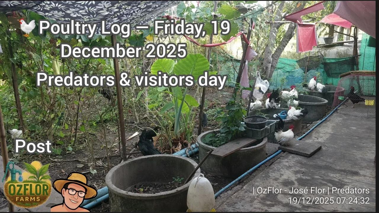 🐔 Poultry Log — Friday, 19 December 2025