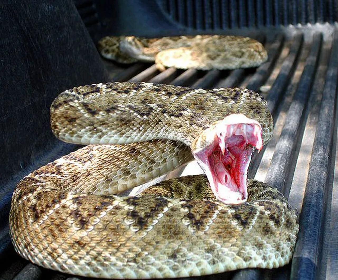 The Serpent Network