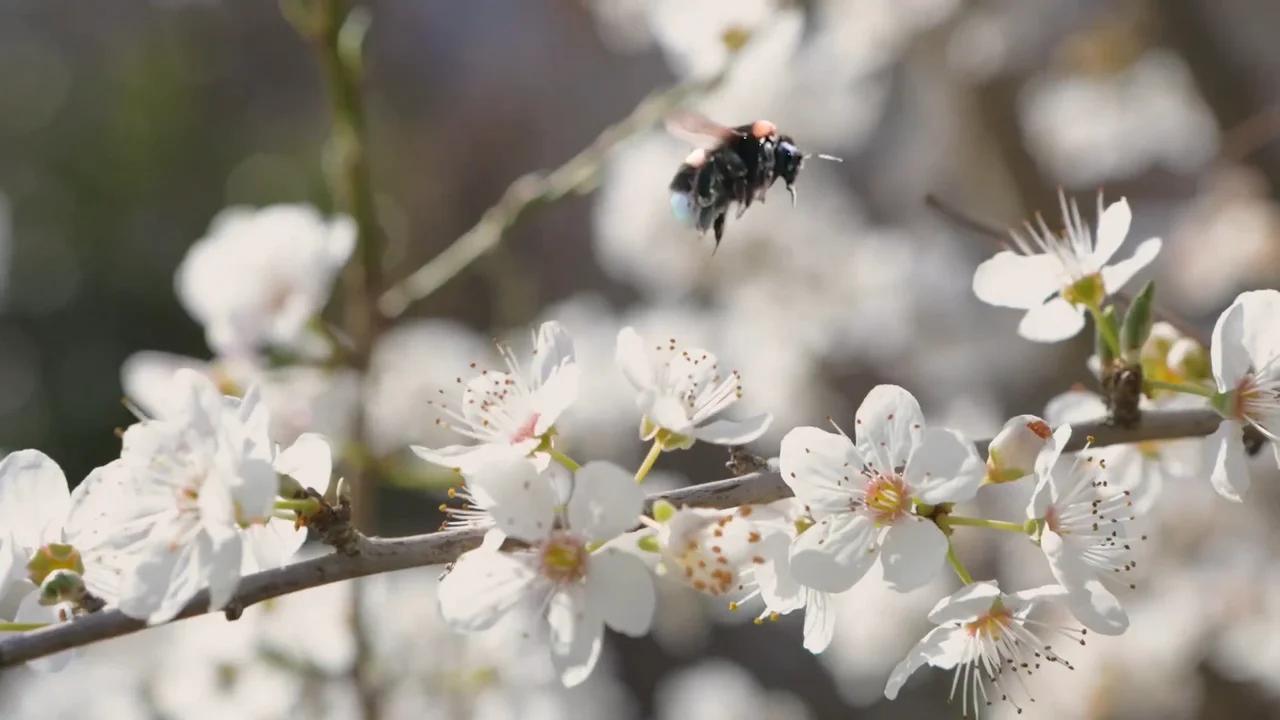 Ist Mobilfunk eine Gefahr für Insekten BEEFI-Studie gibt Antworten.