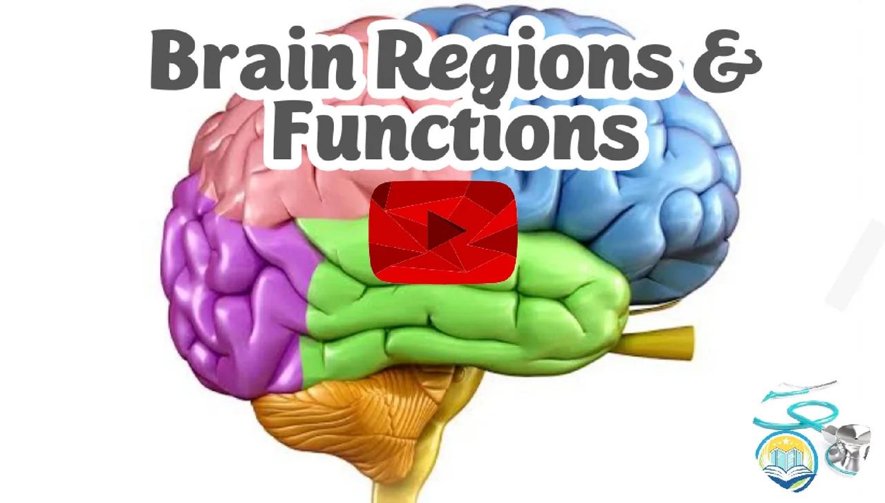 Brain Regions & Functions