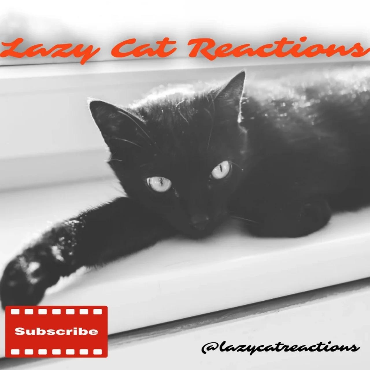 Lazy Cat Reactions