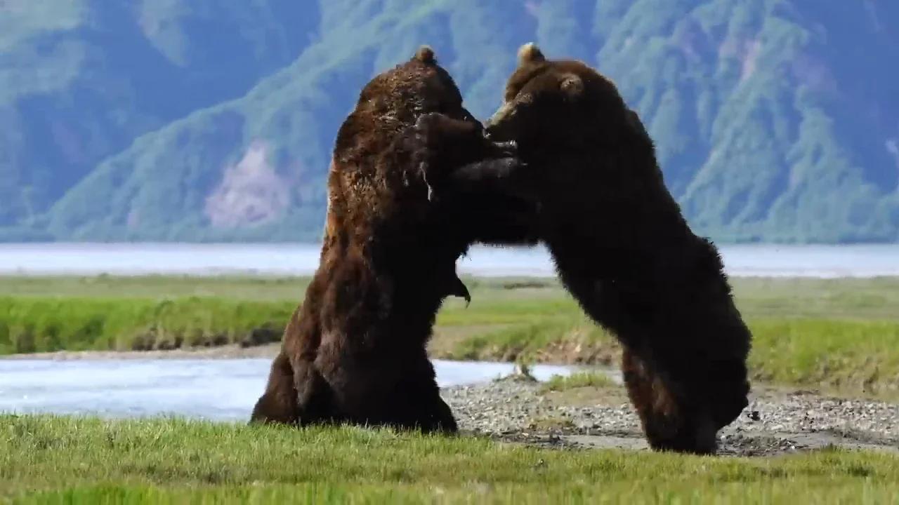 Intense Battle Between 2 Ferocious Bears