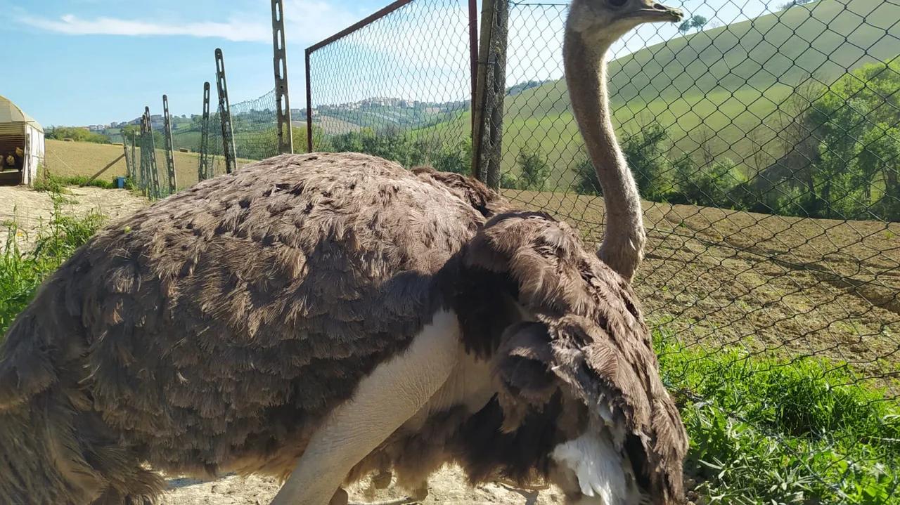 La conca degli struzzi - Monte San Giusto (MC) produzione uova di struzzo