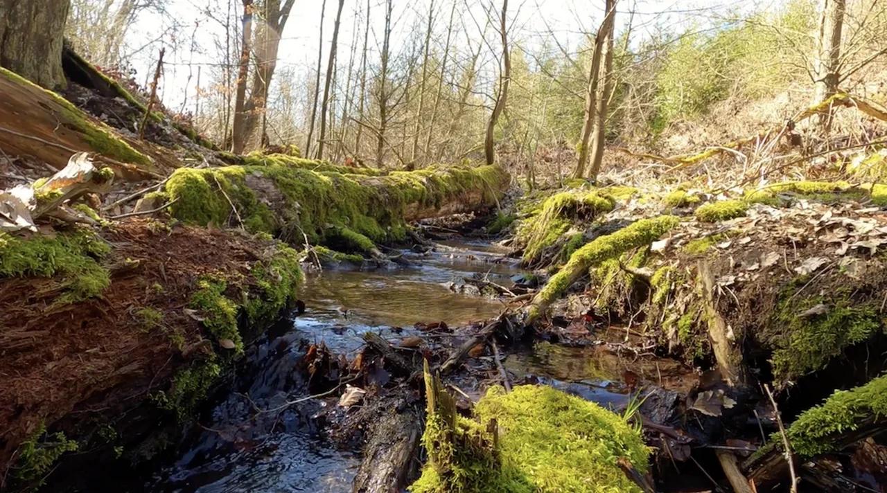 Babbling Brook | Nature Water Sound | Babbling River Sounds | 4K Video