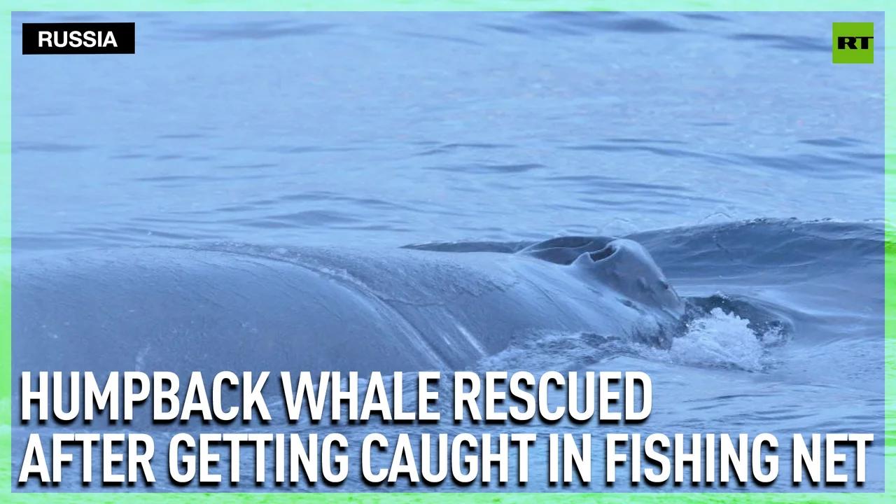 Humpback whale rescued after getting caught in fishing net