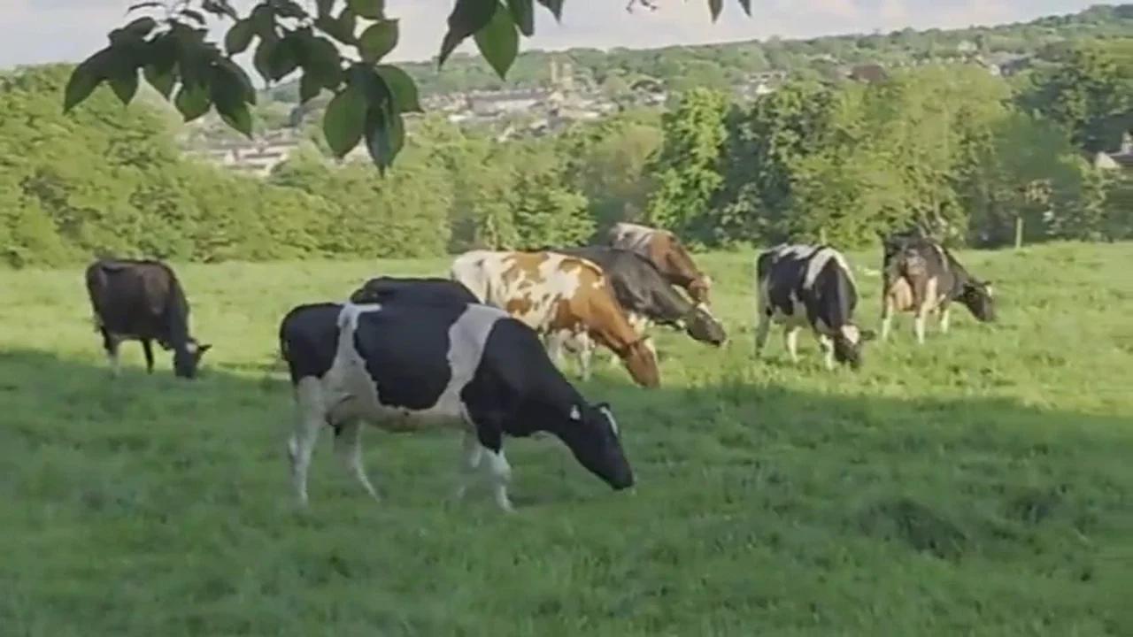 ICYMI: Milner Field House - Culvets Cows and Curses- Episode 7