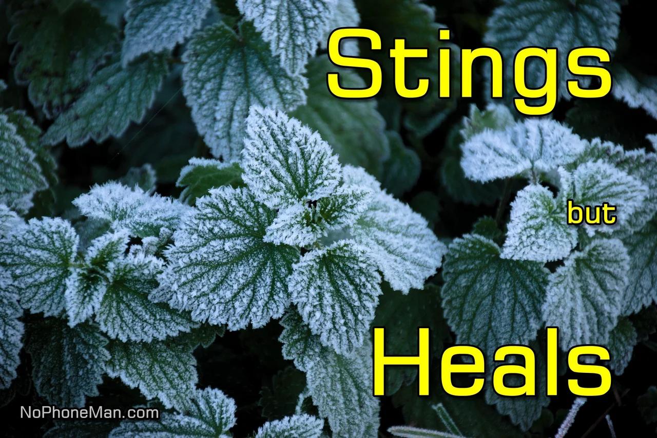 Harvesting Young Stinging Nettles Among Late Winter Snow in Early Spring