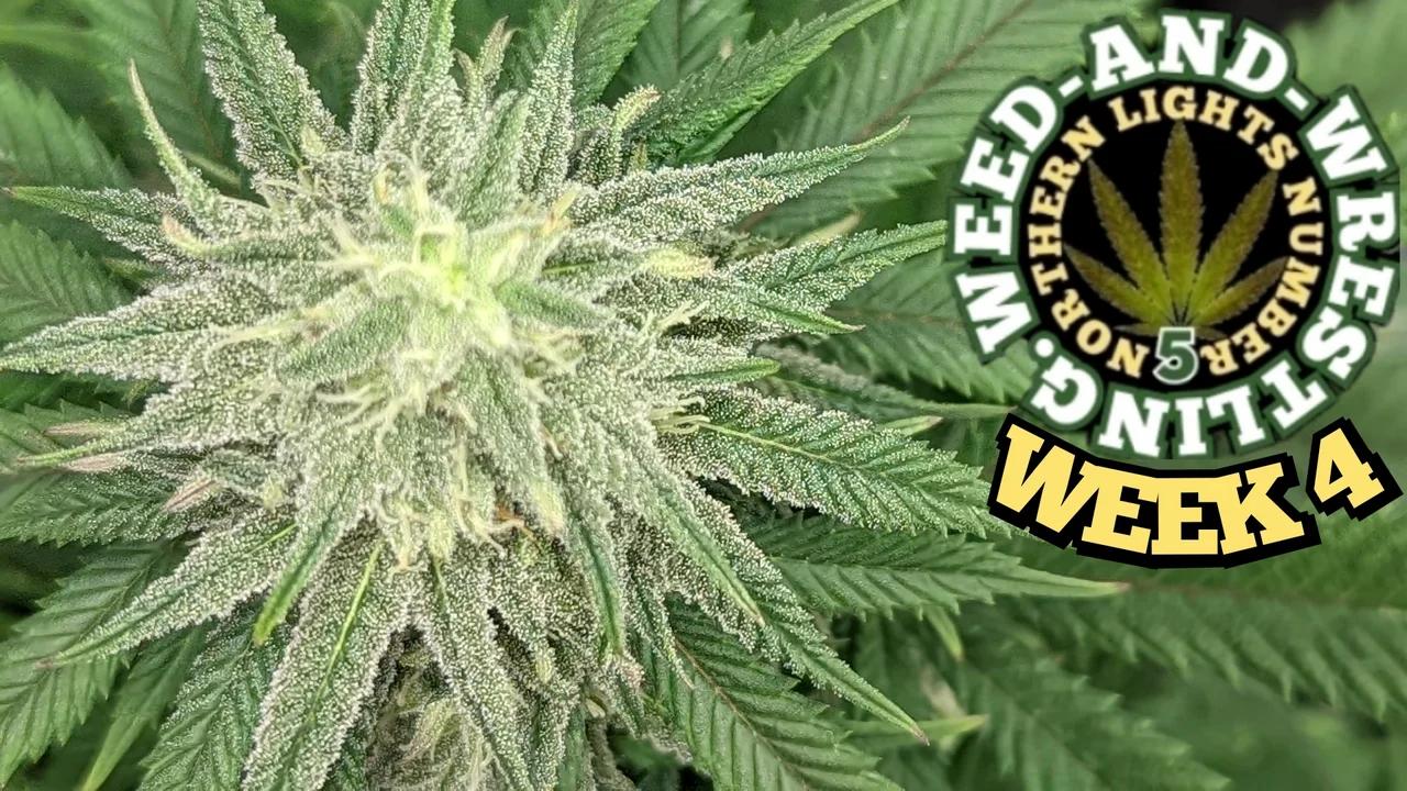 Cannabis: Week-4 "Flowering Frosty Marijuana Buds". 'Northern Lights ...
