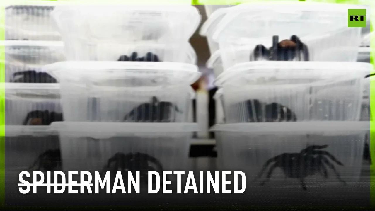 Hello, arachnophobia: Man detained in Peru over trying to smuggle ...