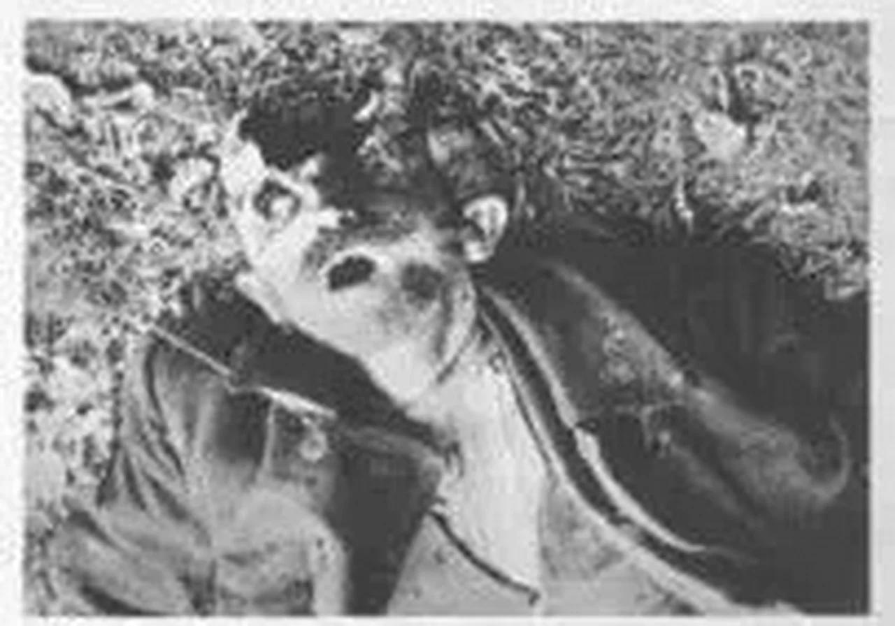 The Bromberg Massacre of 58000 Germans that led to WW2