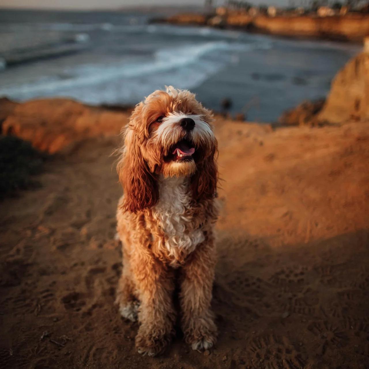 Fritz Springmeier BE-WISE-AS-SERPENTS-1.01.11-F