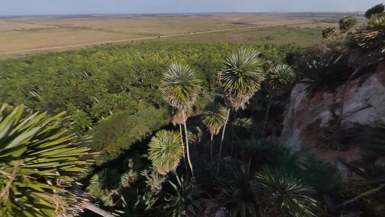 Palms of Cuba