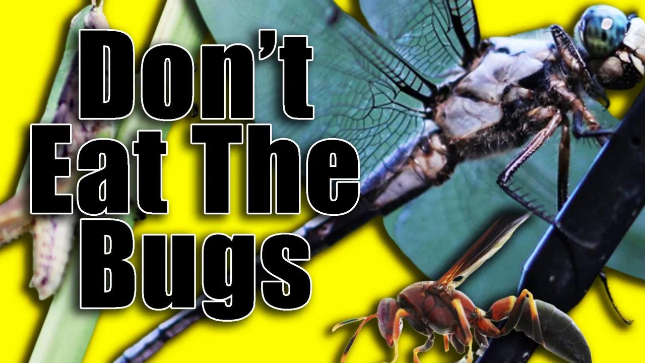 THIS is Why You DO NOT Eat Bugs