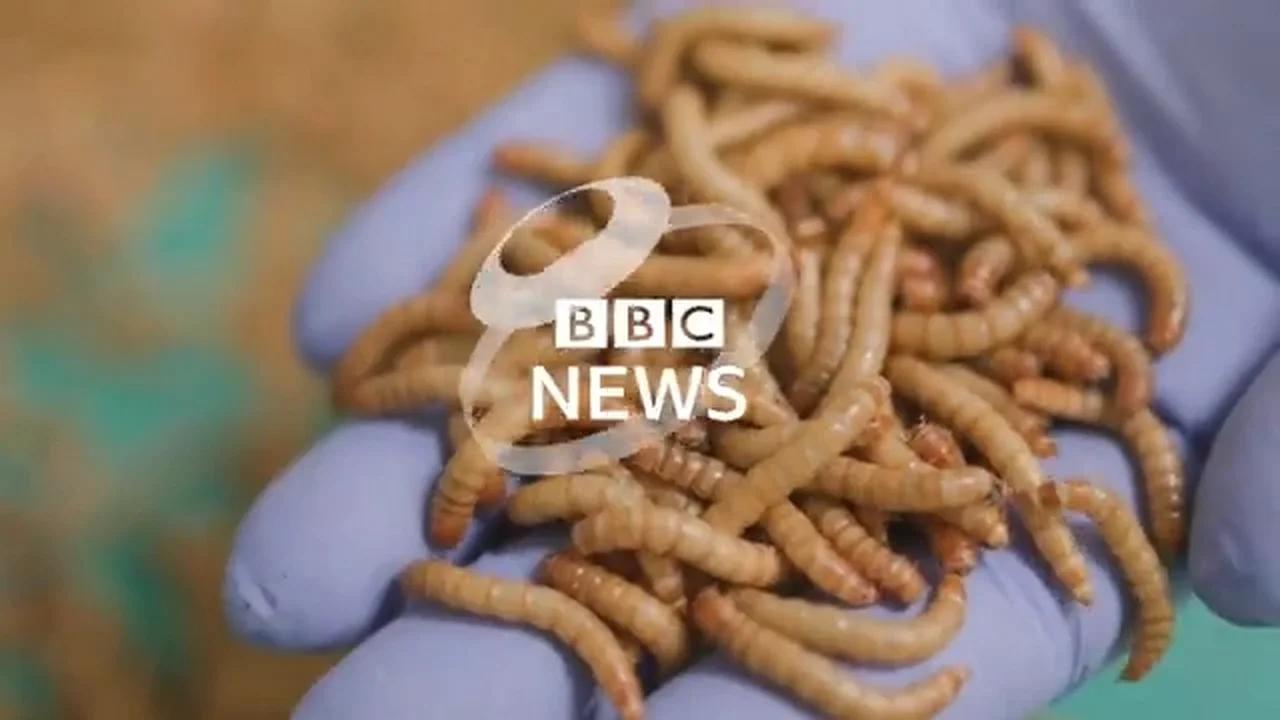 BBC: Eat ze bugs