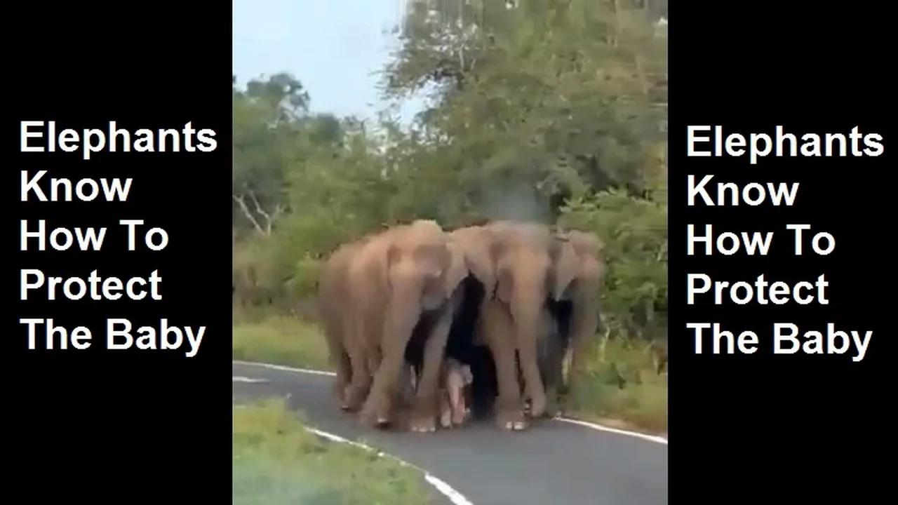 Elephants Know How To Protect The Baby