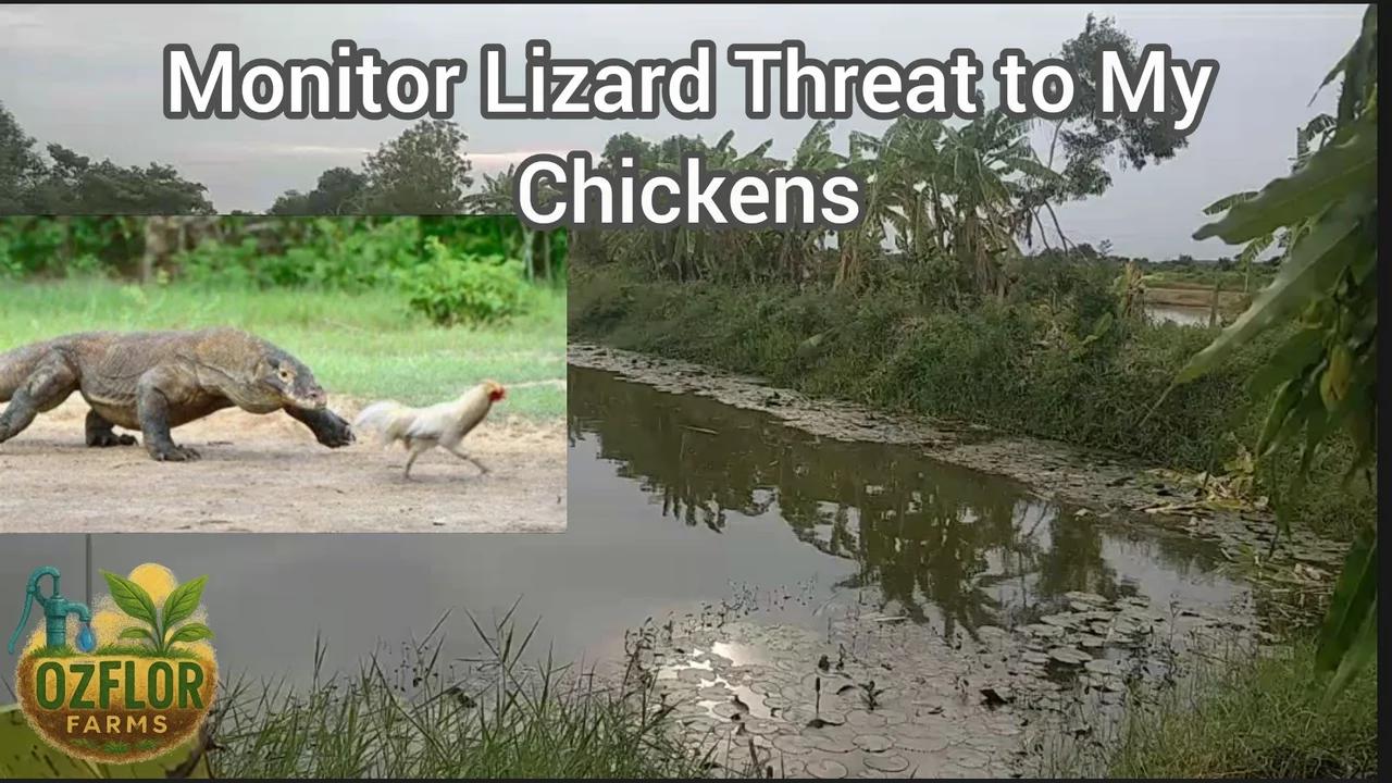 Monitor Lizard Threat to My Chickens - 1 Silkie gone?