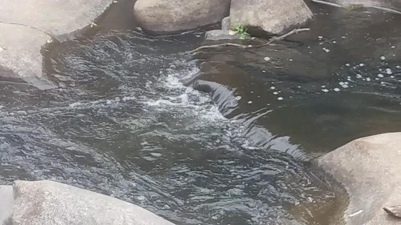 Symbolism of a mid-October Christmas tree